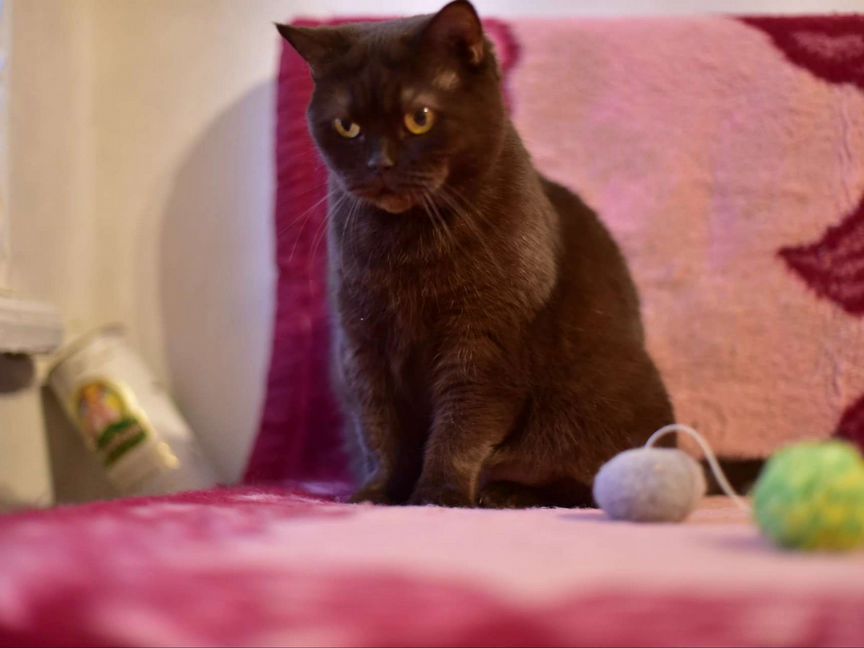 Британский кот около 1,5 лет