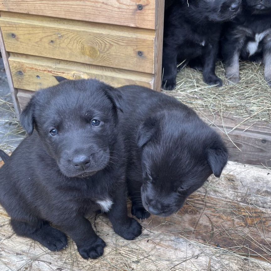 Щенок в добрые руки