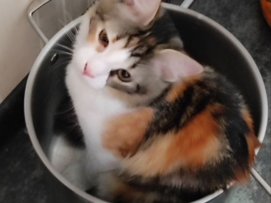 Кошка в дар