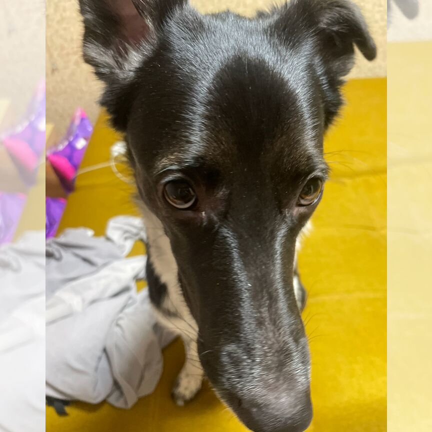 Взрослая собака в добрые руки