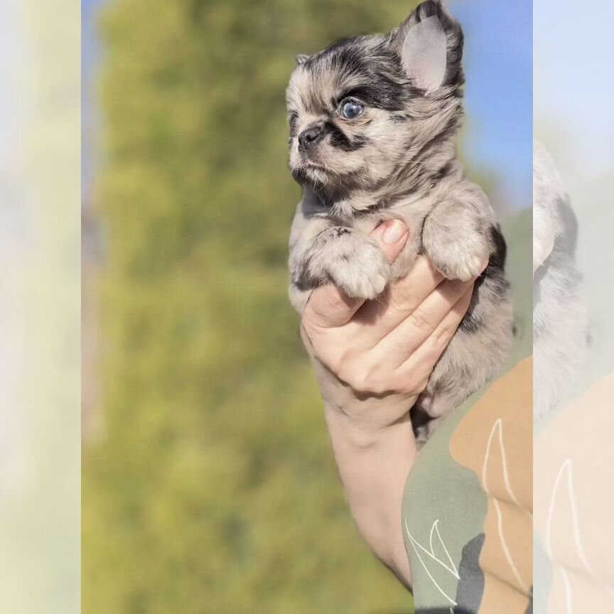 Чихуахуа, щенок