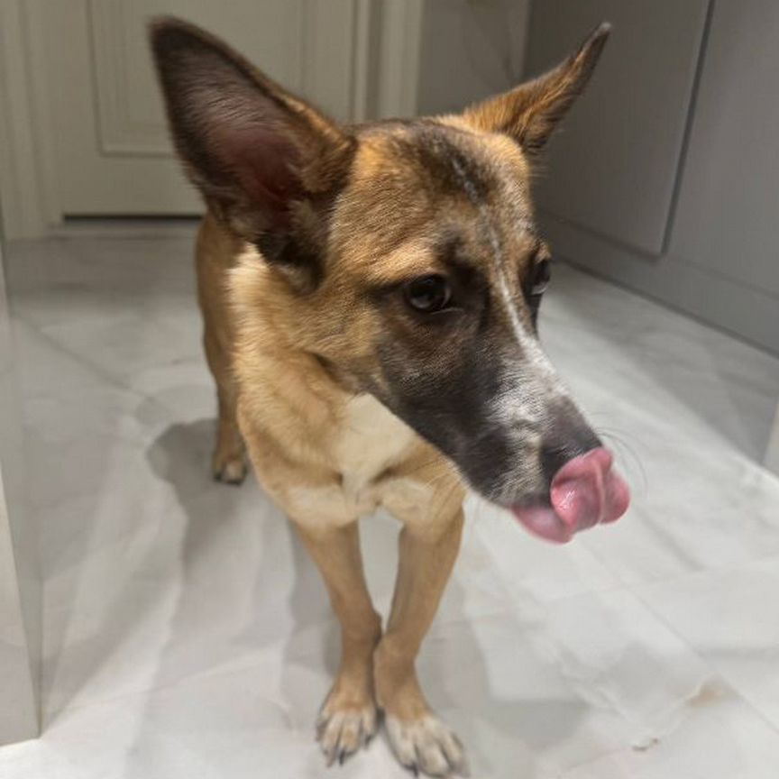 Щенок в добрые руки