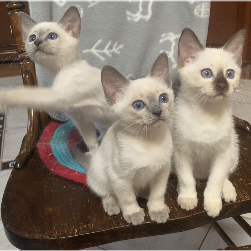 Тайский котёнок