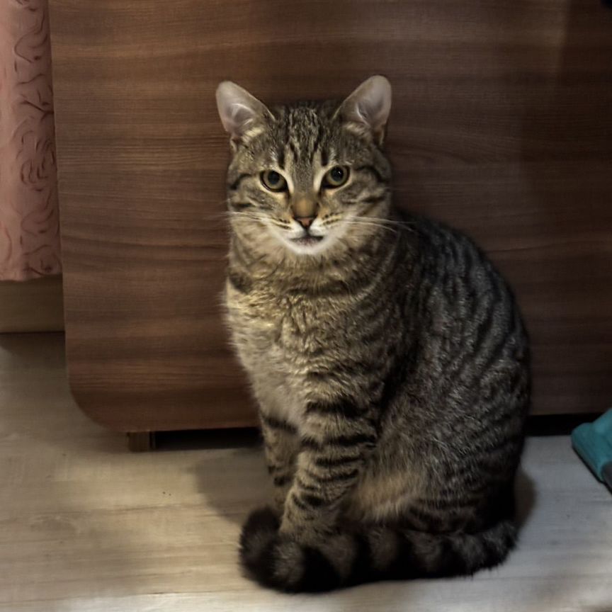 Котята в добрые руки даром