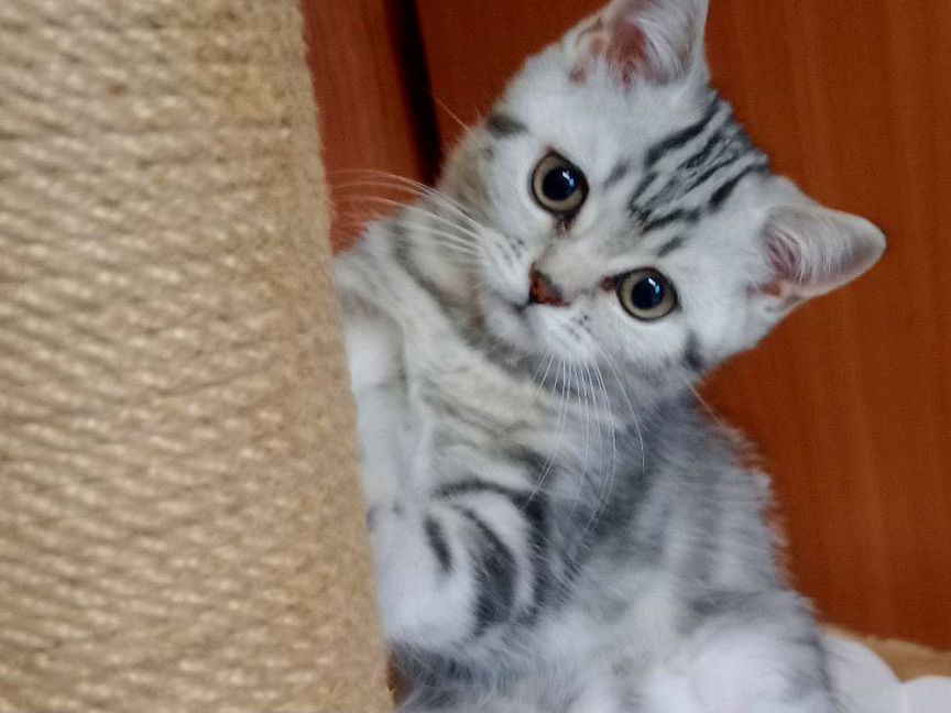 Шотландские котята