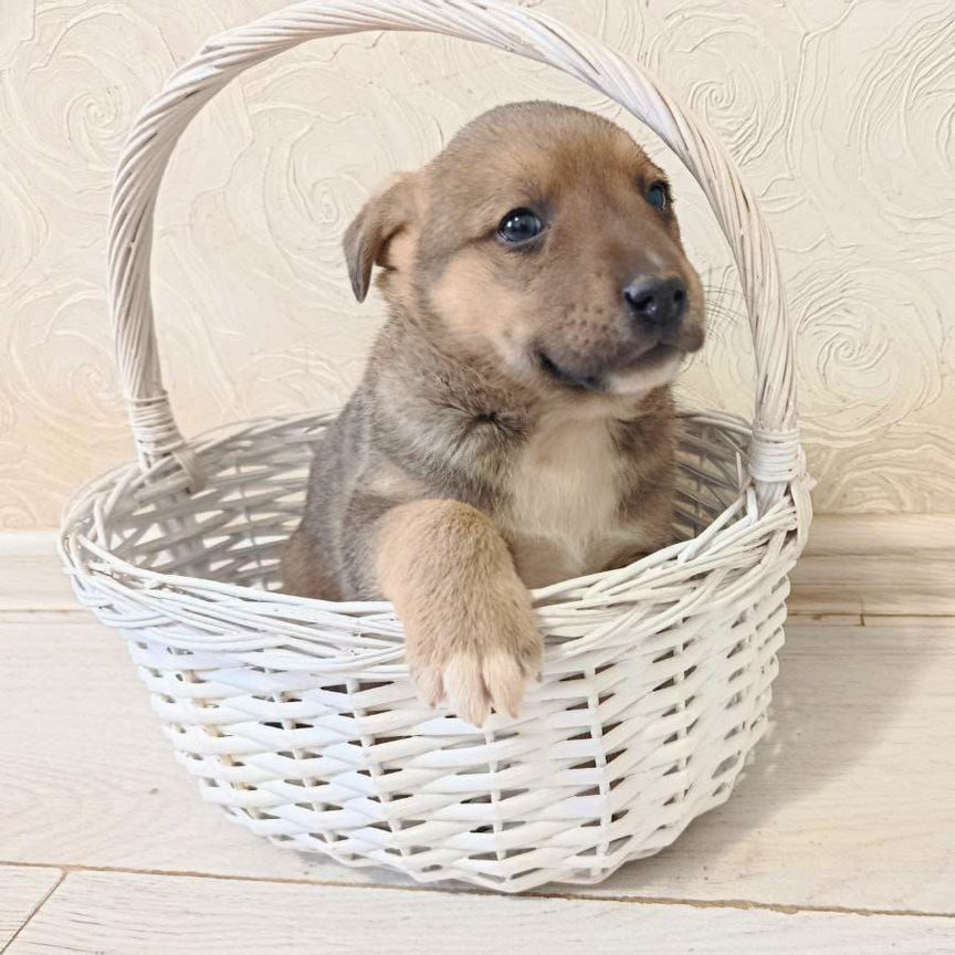 Щенок в добрые руки