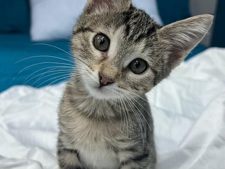 Малышка Клёпа ждёт свою семью