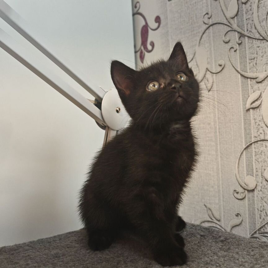 Котенок девочка 1,5-2 месяца