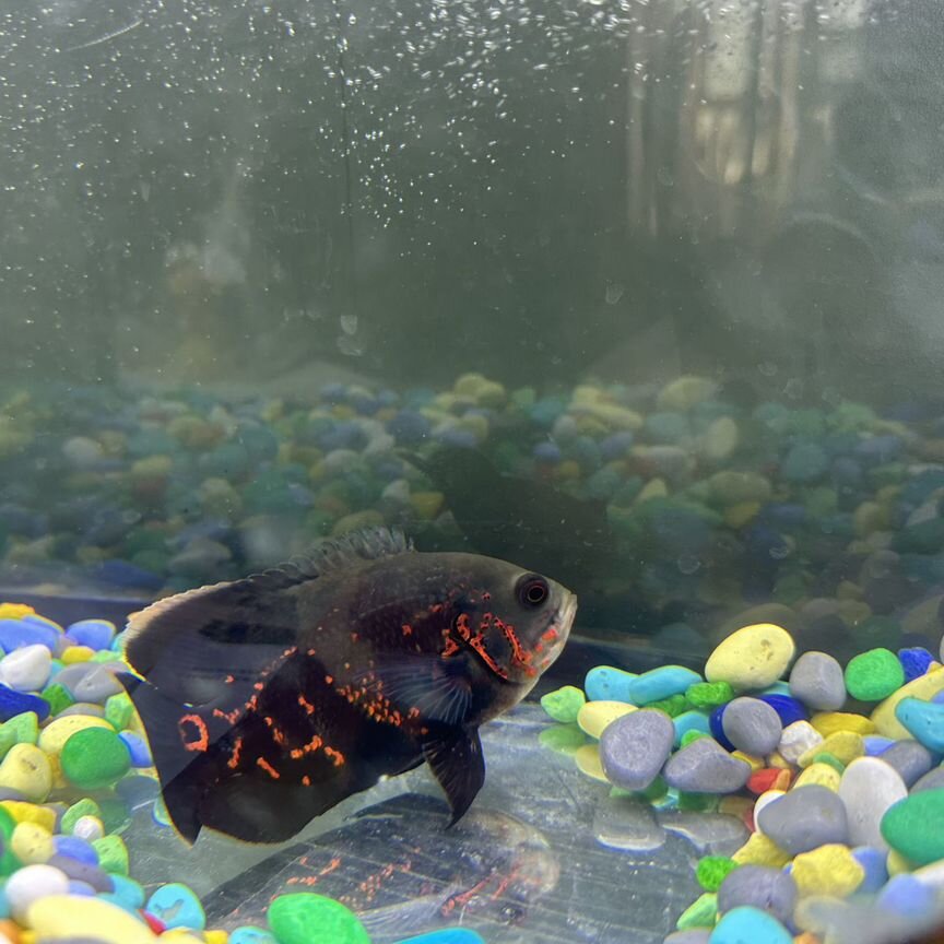 Астронотус