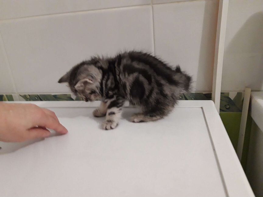 Британский мраморный элитный котик