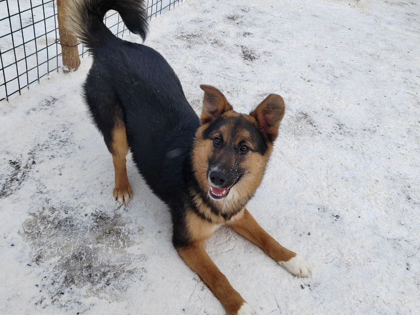 Мини немецкая овчарка в дар