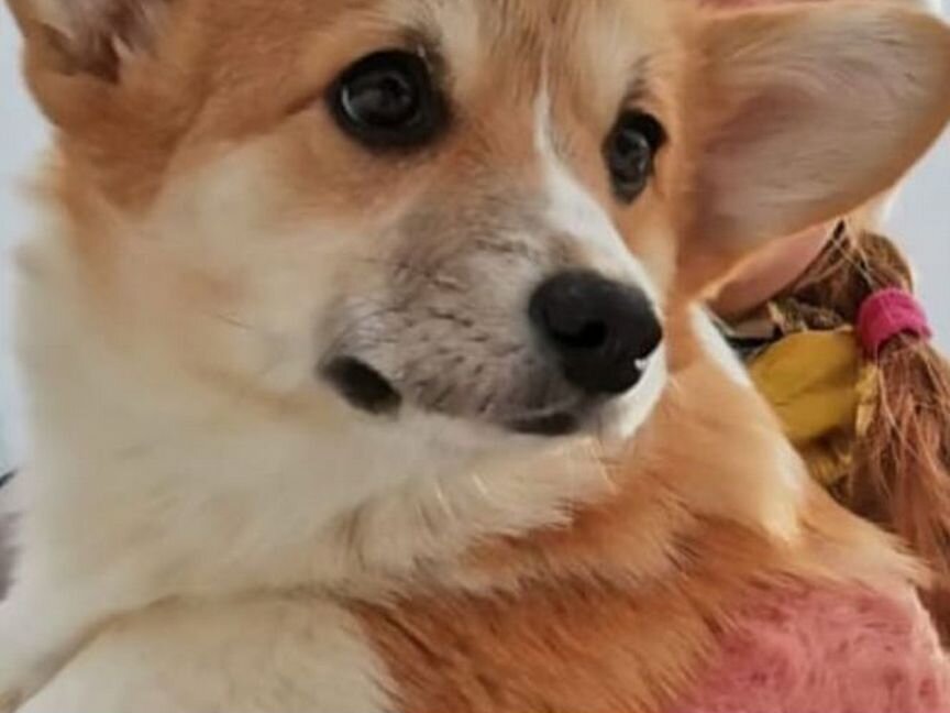 Вельш-корги пемброк девочка