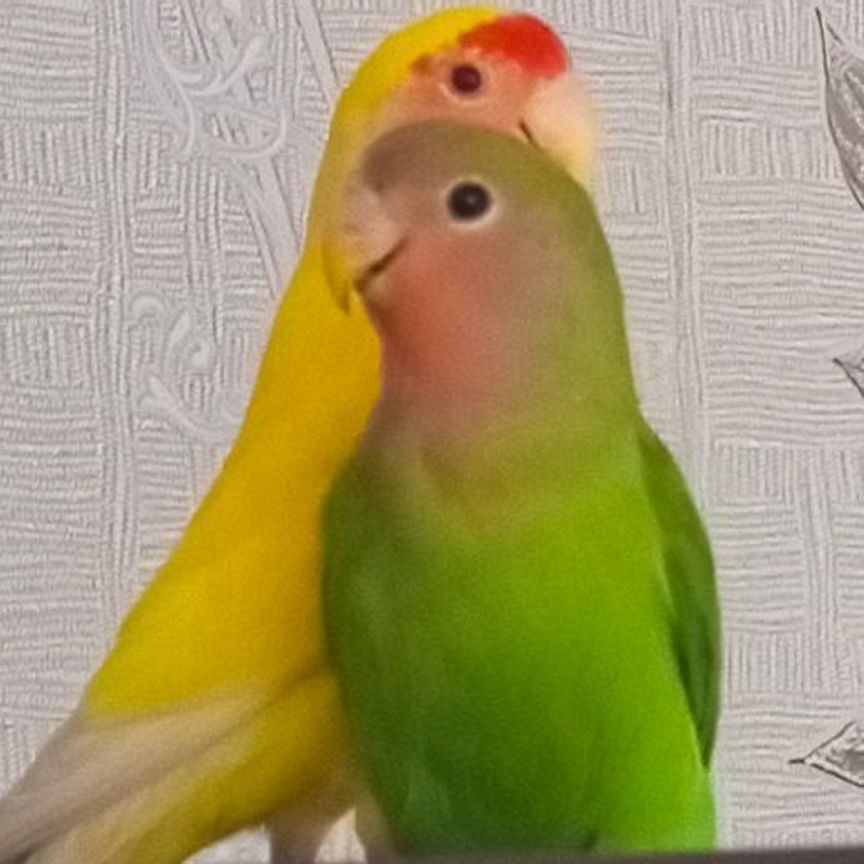 Попугай неразлучник пара