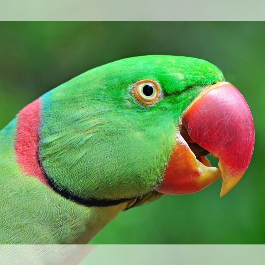 Александрийский попугай Говорящий