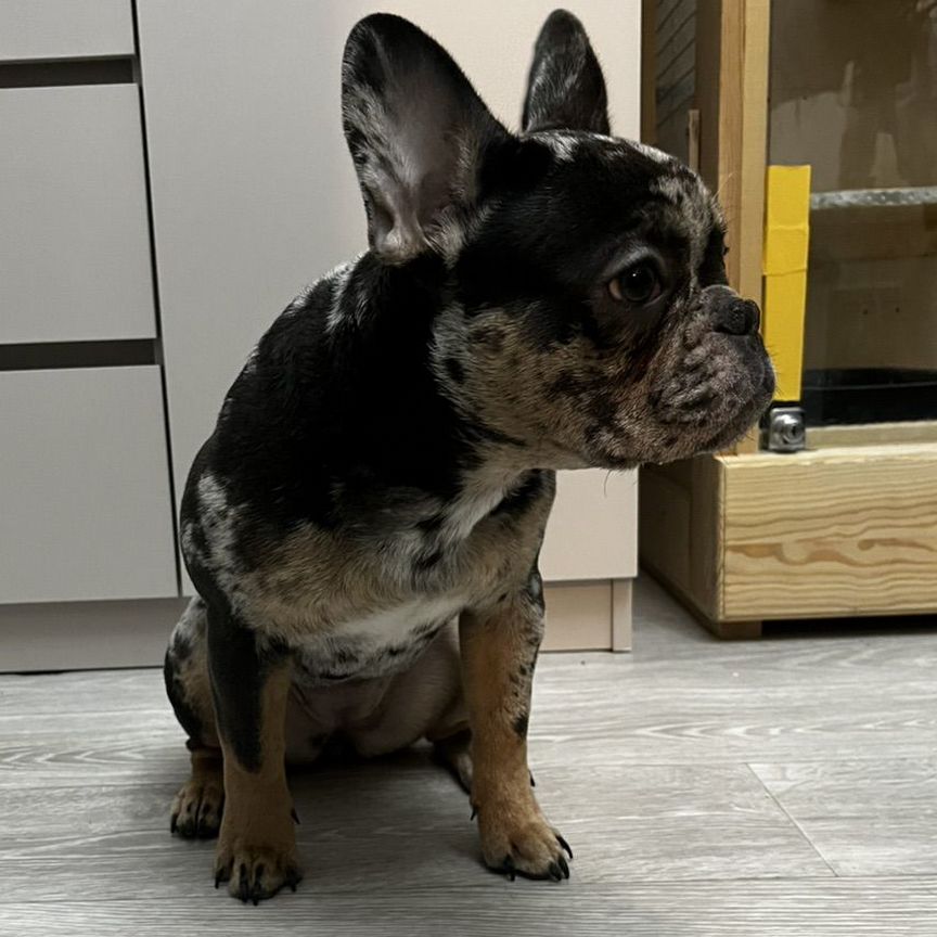 Французский бульдог, щенок