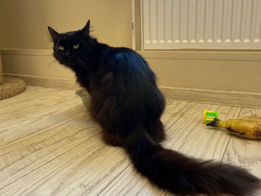 Кот в добрые руки