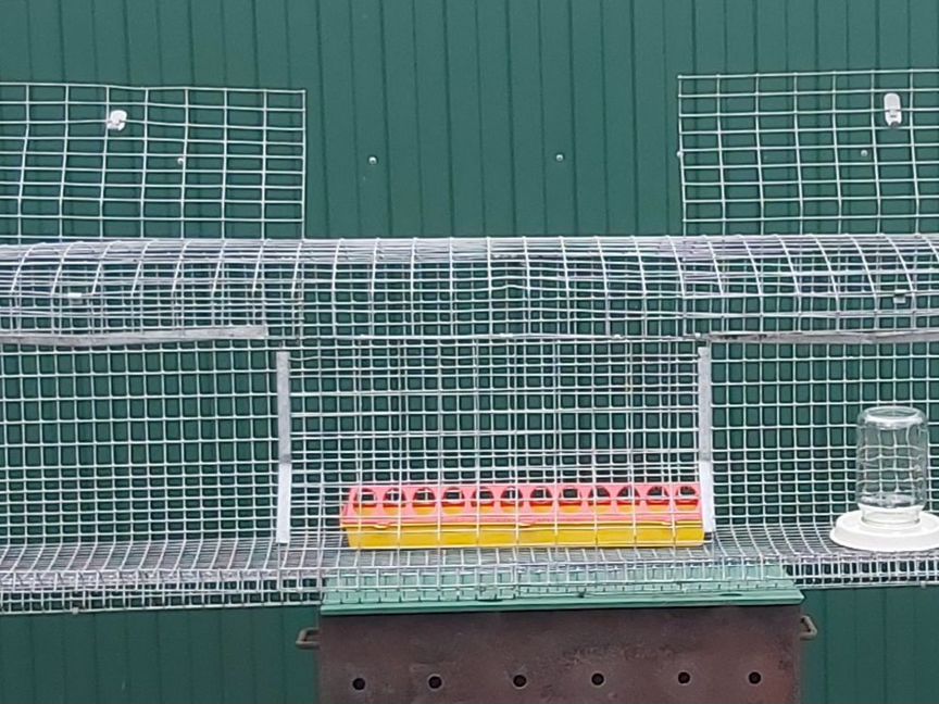 Клетка для цыплят