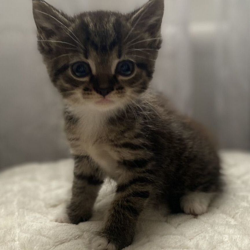 Котенок