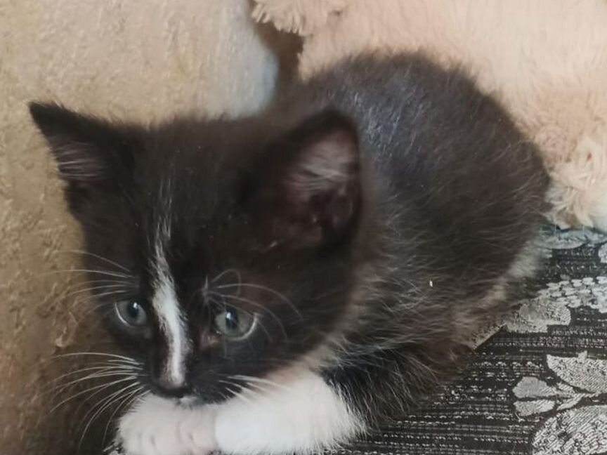 Котёнок ищет дом
