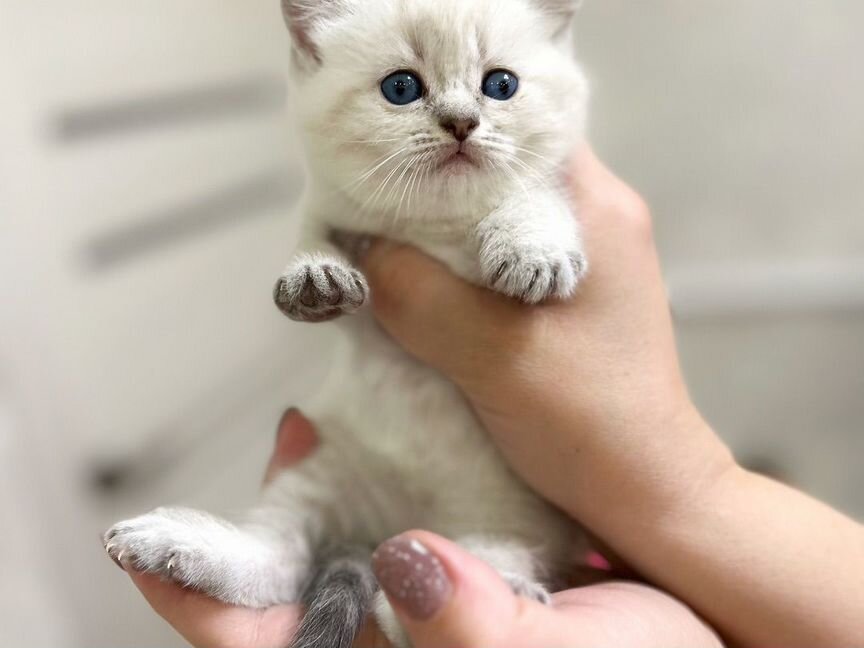 Шотландские вислоухие котята
