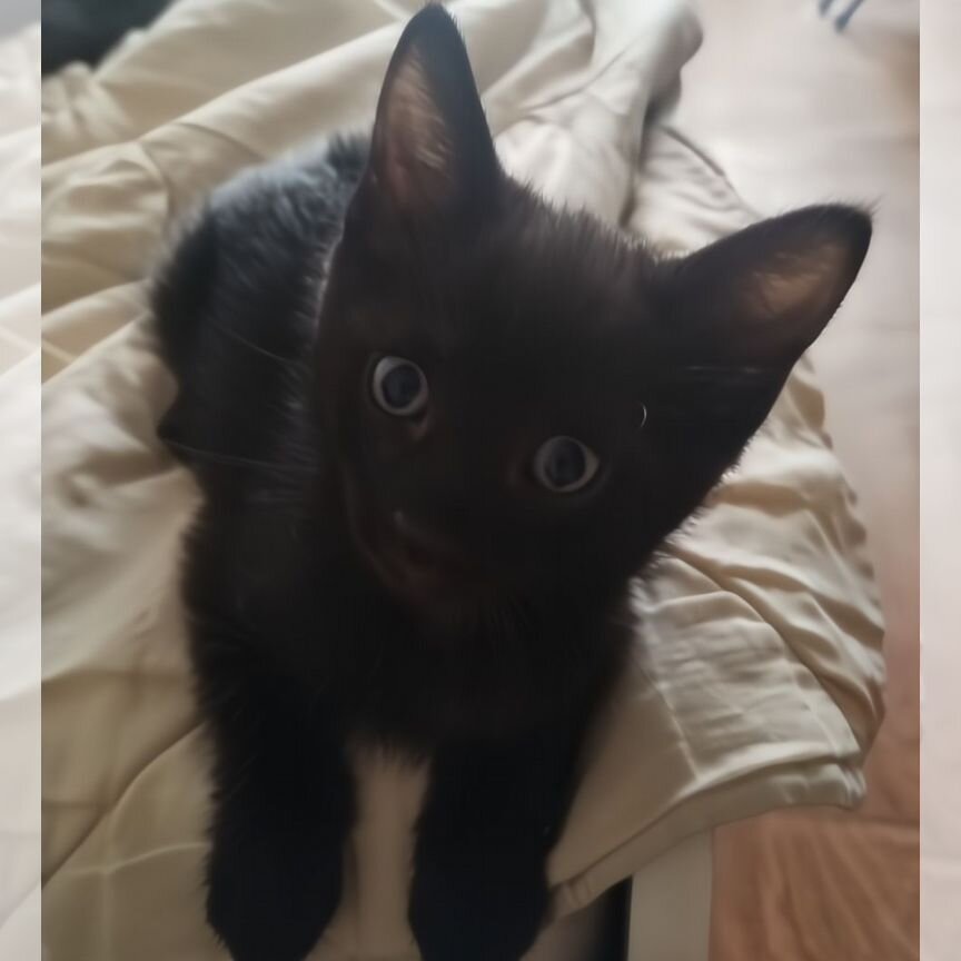 Сиамский котёнок