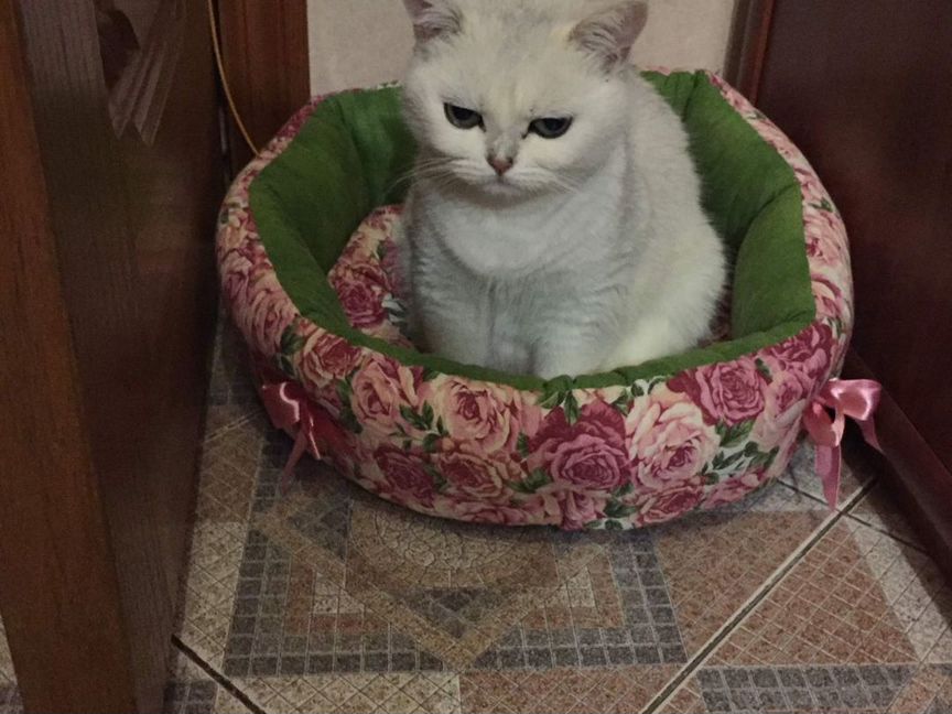 Лежанка для кошки