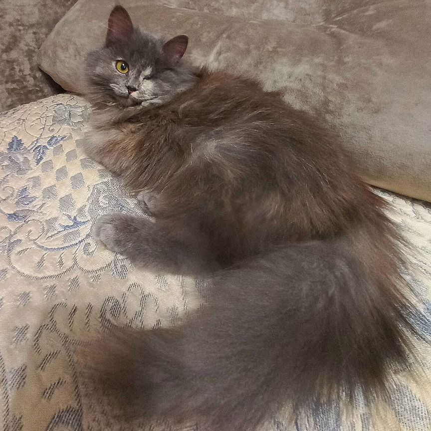 Сибирский котёнок