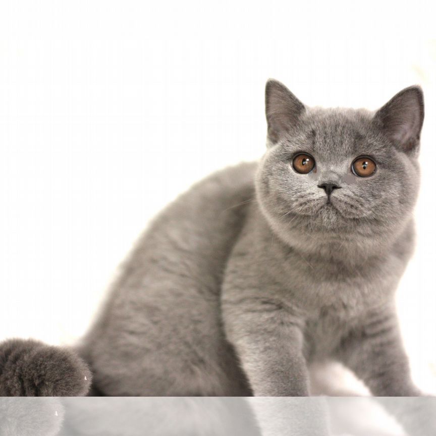 Британский короткошёрстный котёнок