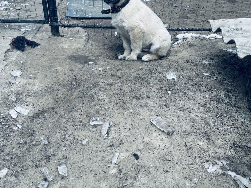 Щенок в добрые руки