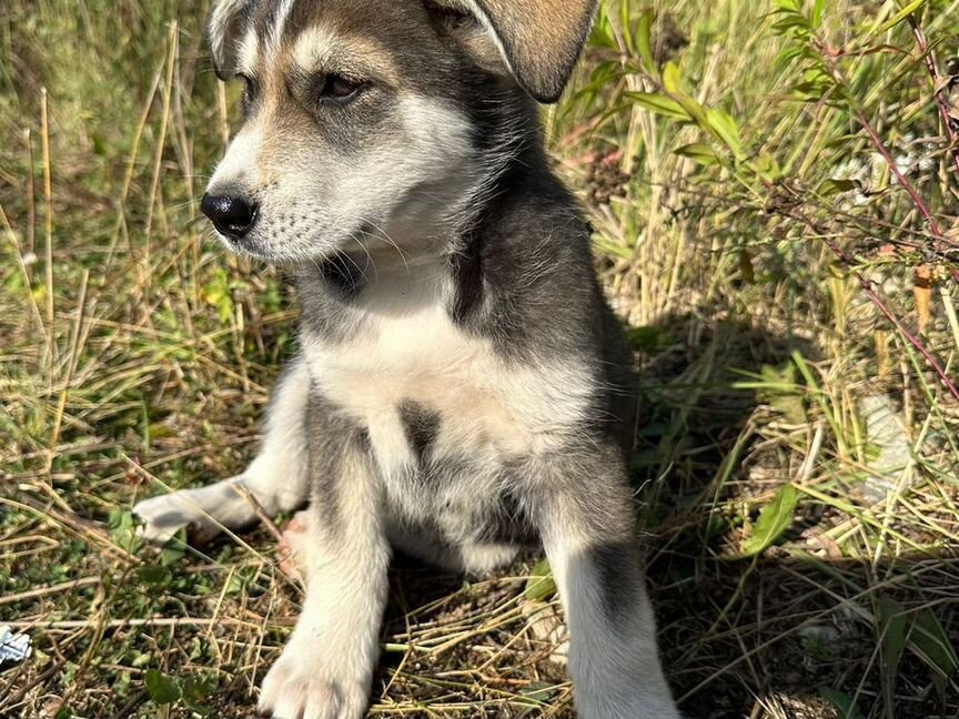Щенки бесплатно в добрые руки