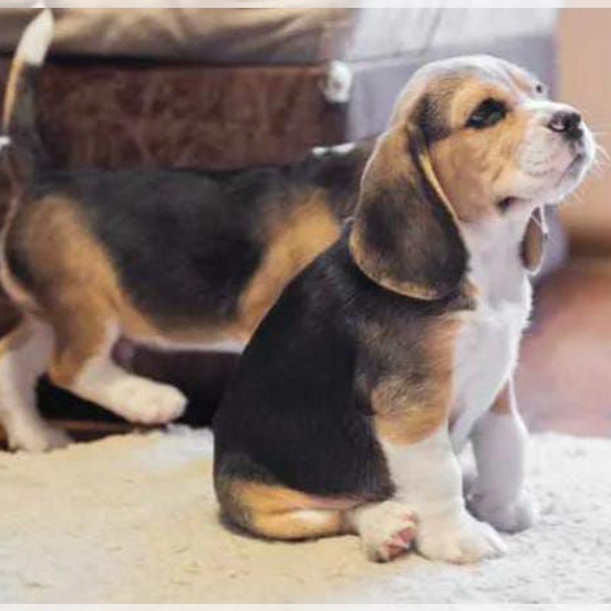 Бигль, щенок