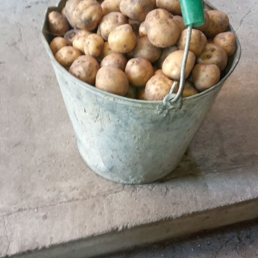 Картофель мелкий