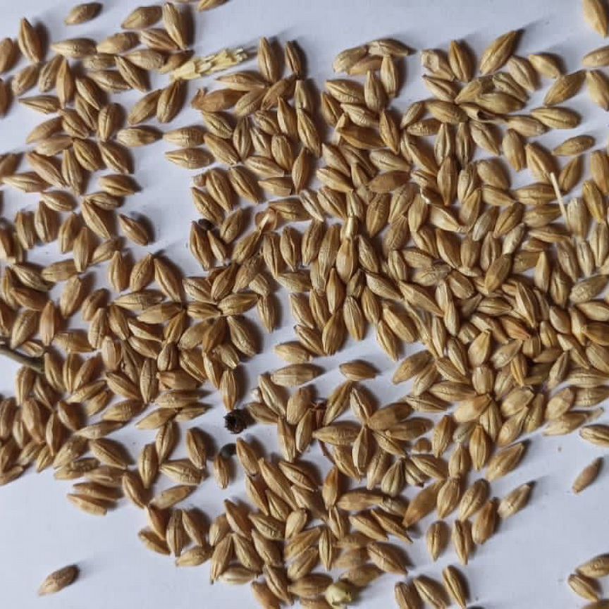 Ячмень фуражный