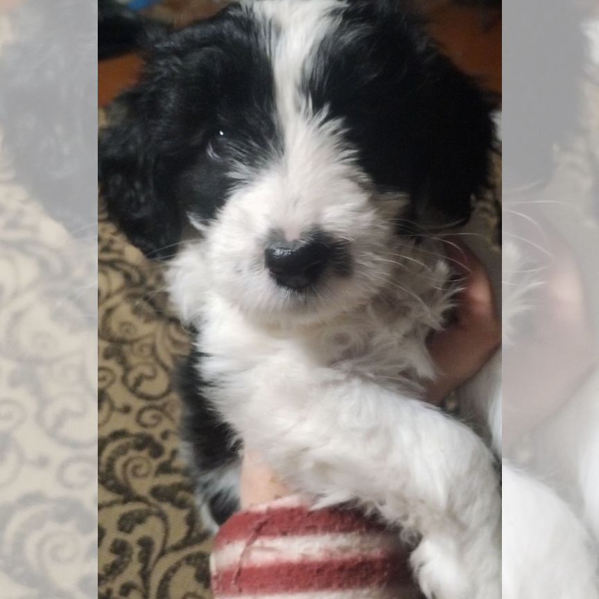 Русская цветная болонка, щенок