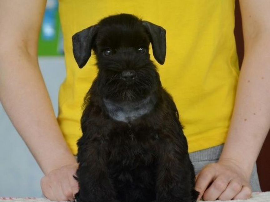 Экспилиармус