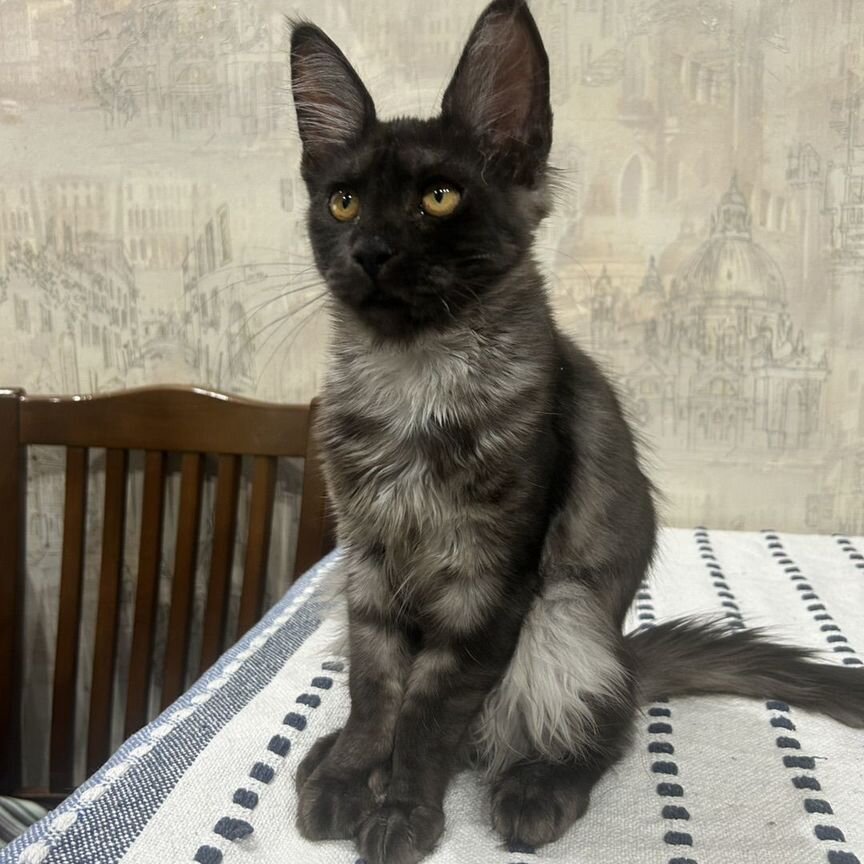 Котята мейн-кун