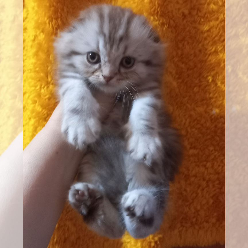 Шотландский вислоухий длинношёрстный котёнок