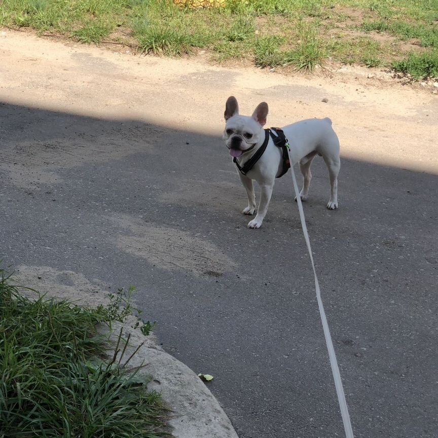 Вязка французский бульдог Арчи