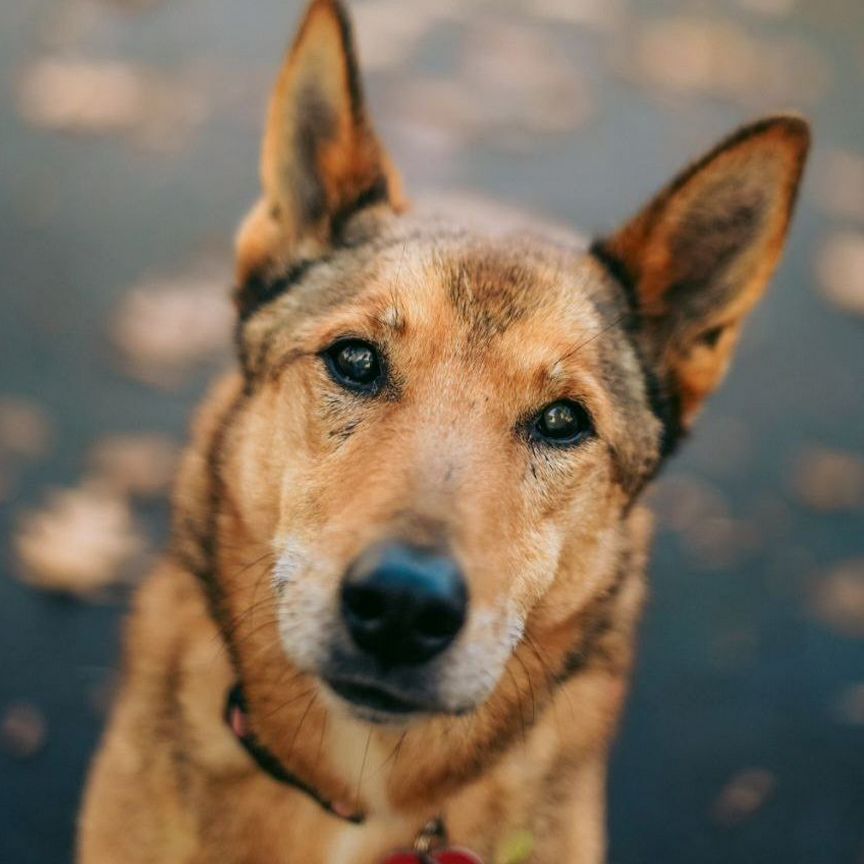 Взрослая собака в добрые руки