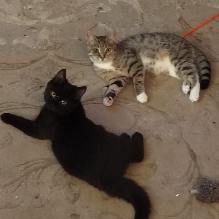 Котёнок в добрые руки