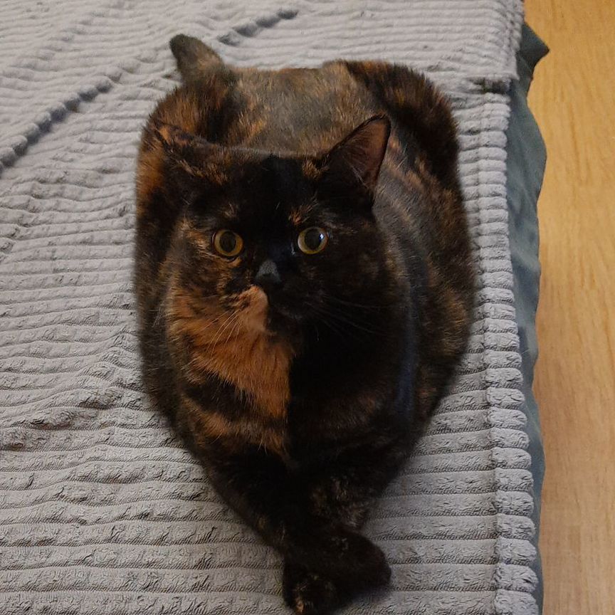 Шотландская прямоухая короткошёрстная кошка, взрослая