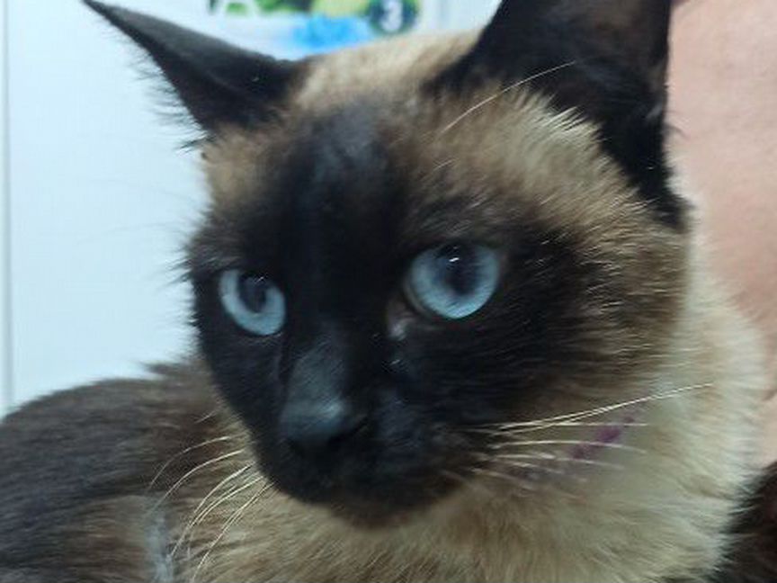 Сиамский кот