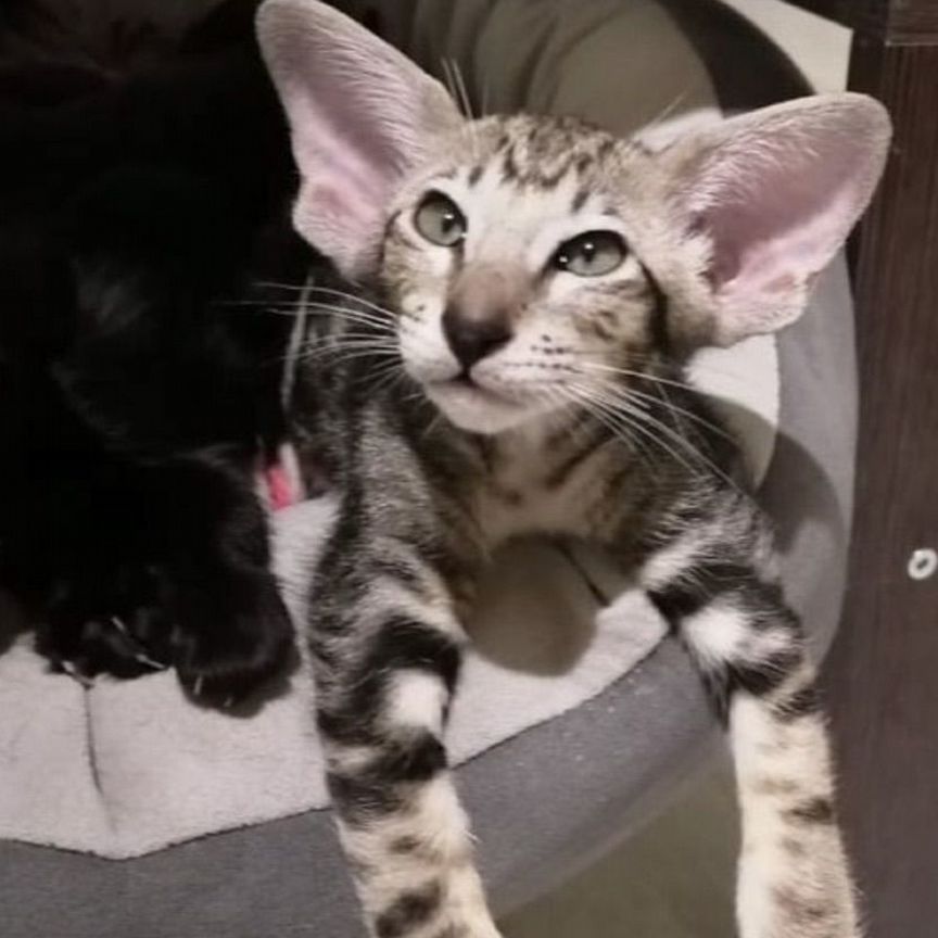 Ориентальный котёнок