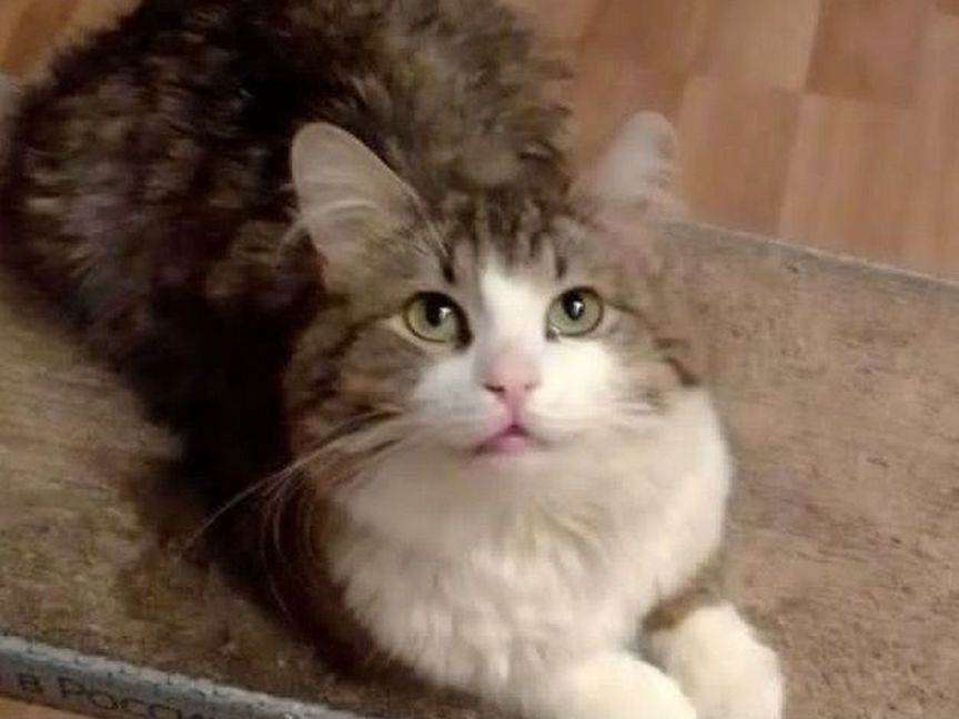 Пушистая кошечка