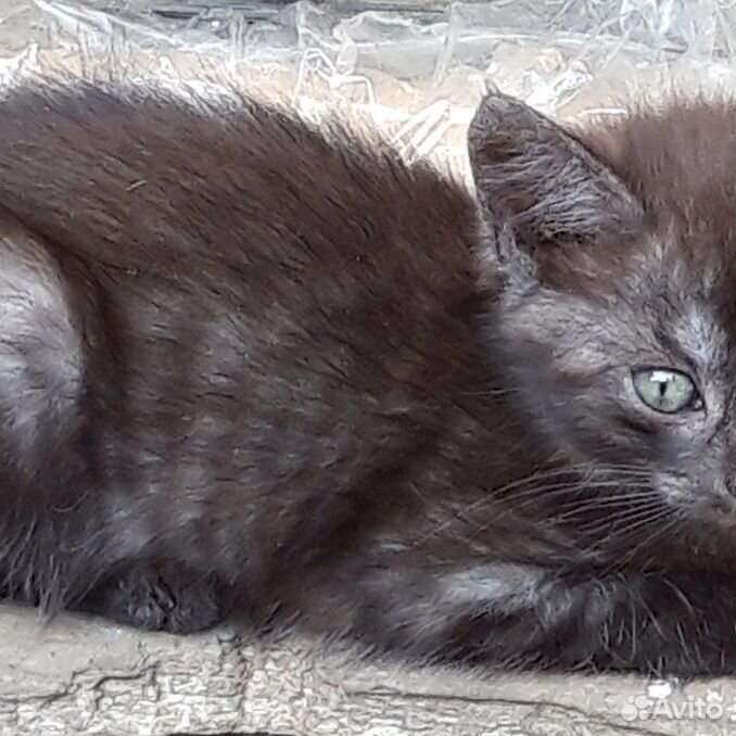 Рыжий мальчик и дымчатая девочка