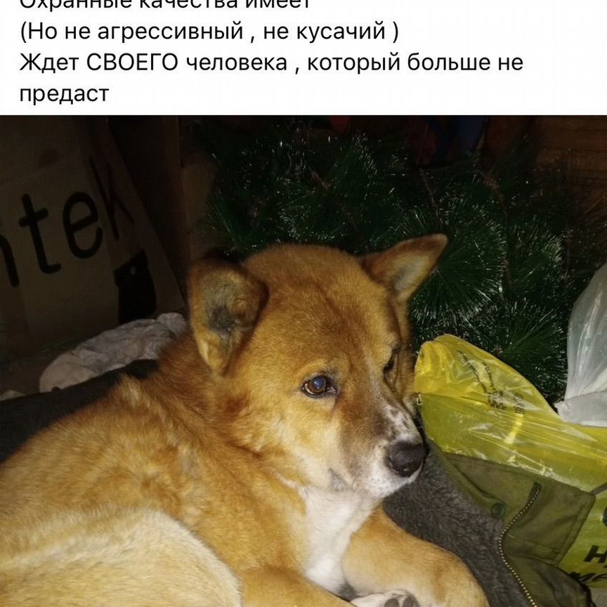 В поисках хозяина