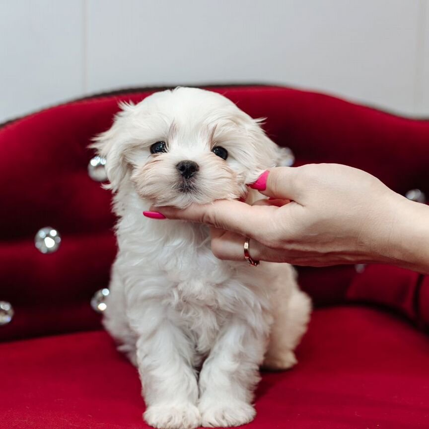 Мальтезе мальчик крови Корея