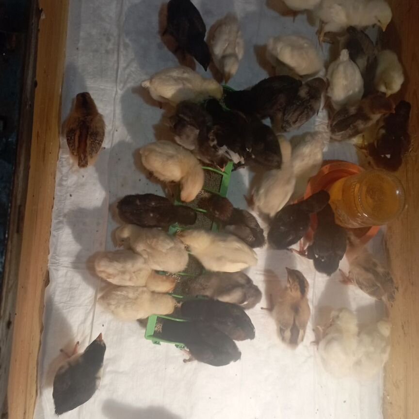 Продам цыплят несушки