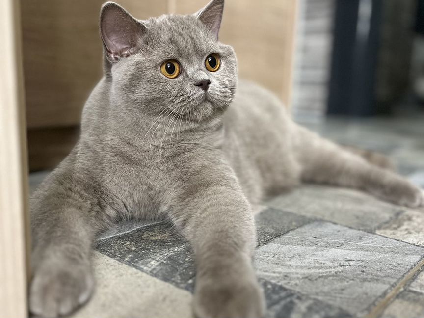 Котик из питомника 8 мес