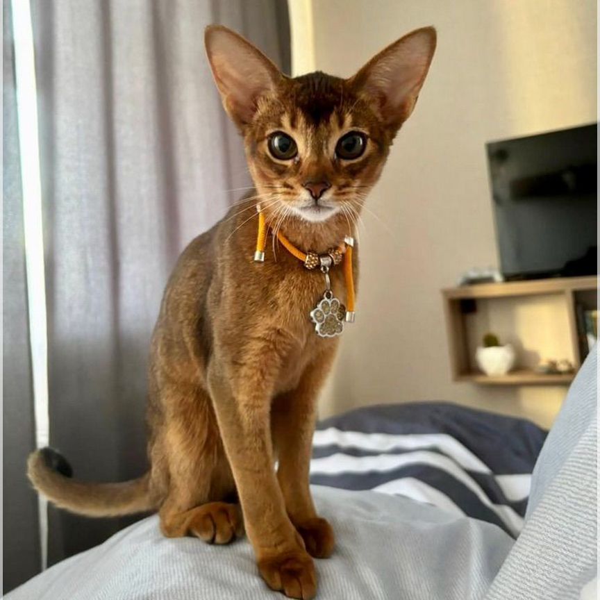 Абиссинская, взрослая кошка
